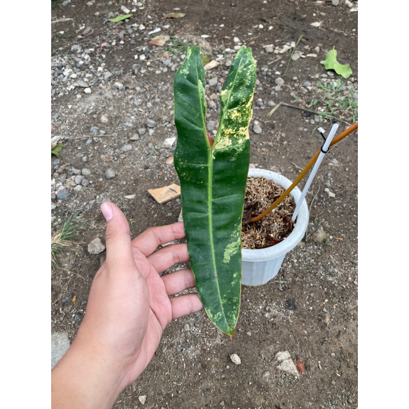Jual Philodendron Billietiae varigata/ kabel busi varigata | Shopee ...
