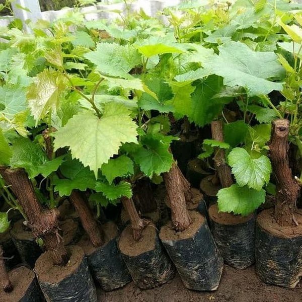 Jual BIBIT TANAMAN ANGGUR CAROLINE(BELI 5 GRATIS 1) | Shopee Indonesia