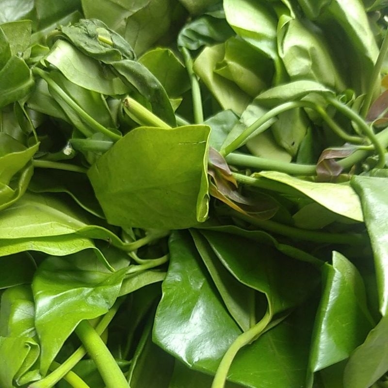 Jual DAUN SO BELINJO MELINJO segar | Shopee Indonesia
