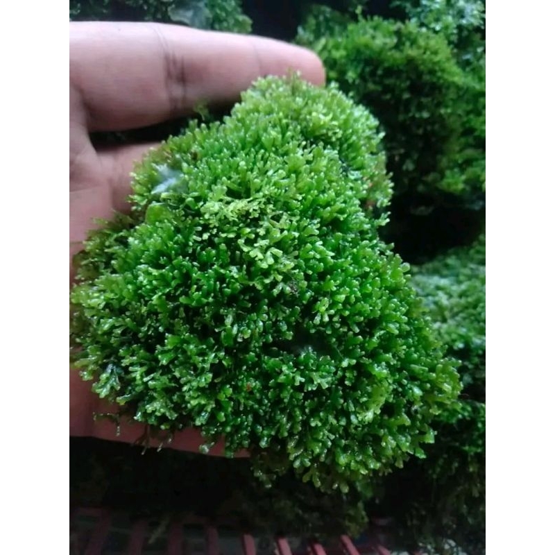 Jual Ricardia mini moss (beli 5 gratis 1) tanaman aquascape | Shopee ...