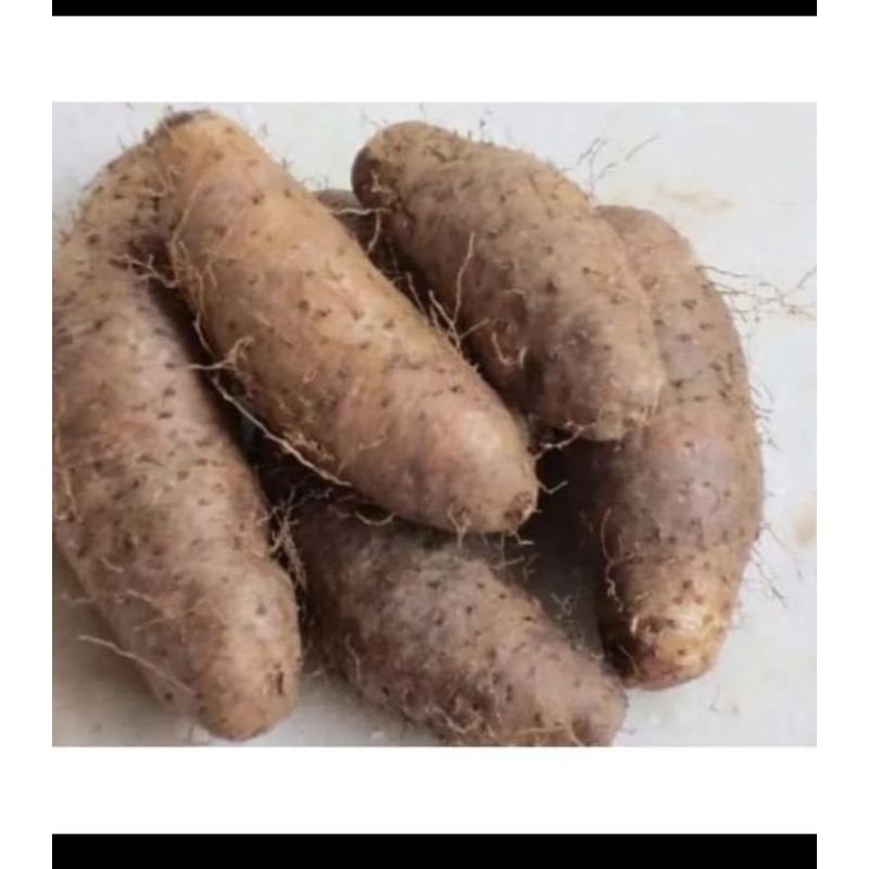 Jual GEMBILI UMBI GEMBILI/ UBI UWI | Shopee Indonesia