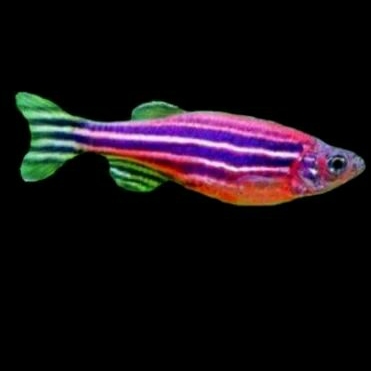 Jual ikan hias danio zebra purple fish / ikan danio ungu purple / ikan ...