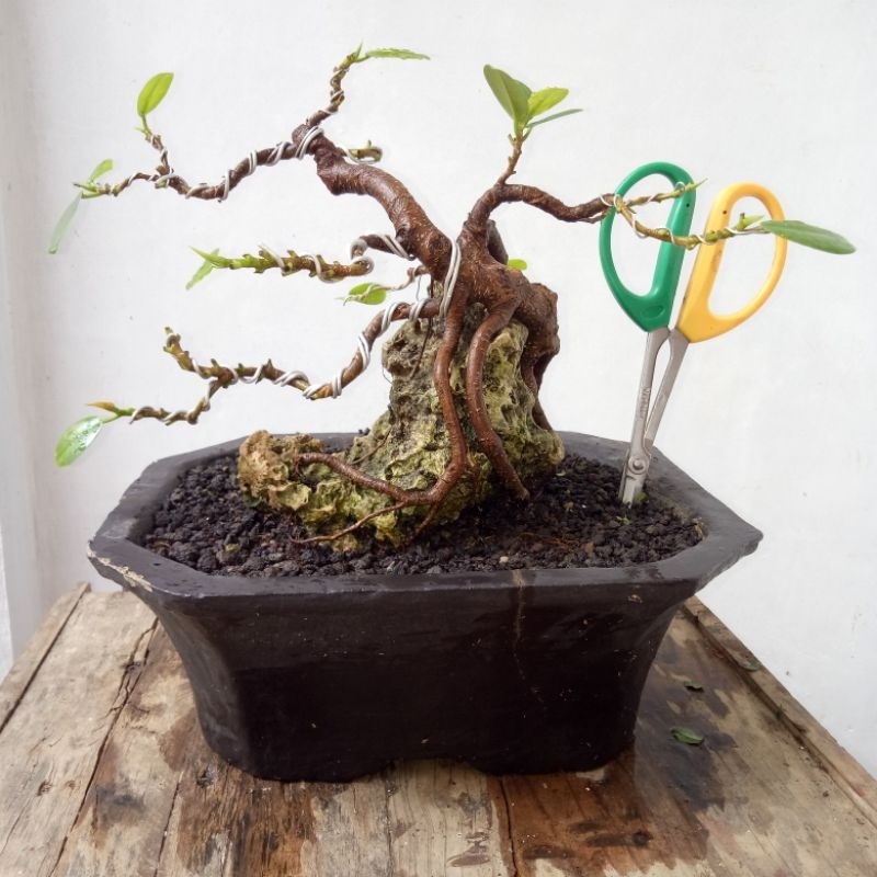 Jual bonsai beringin Dollar sesuai gambar | Shopee Indonesia