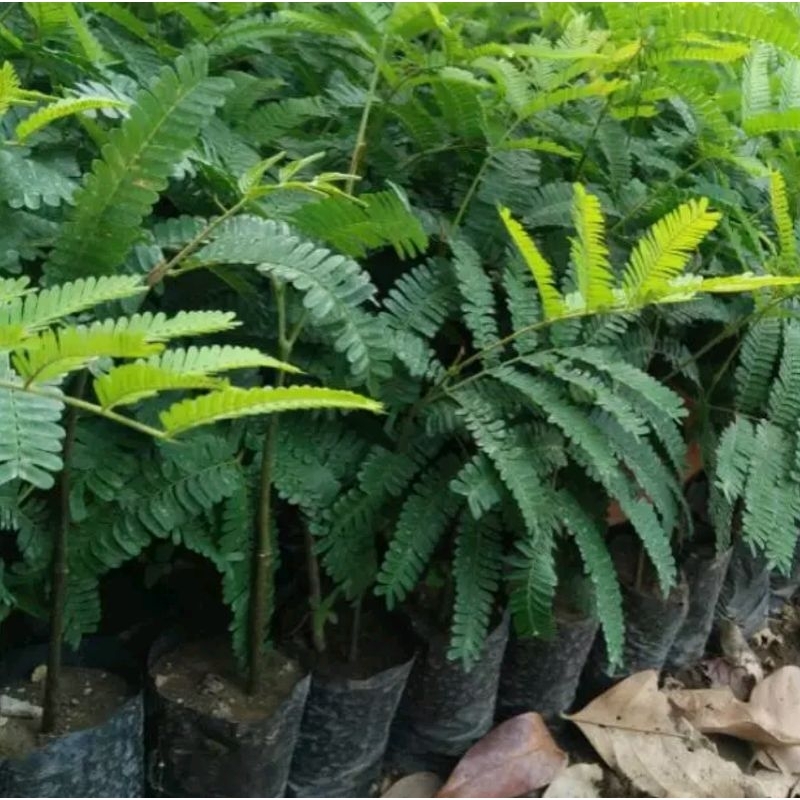 Jual Bibit Lamtoro Gung | Petai Cina | Mlanding Besar Siap Tanam ...