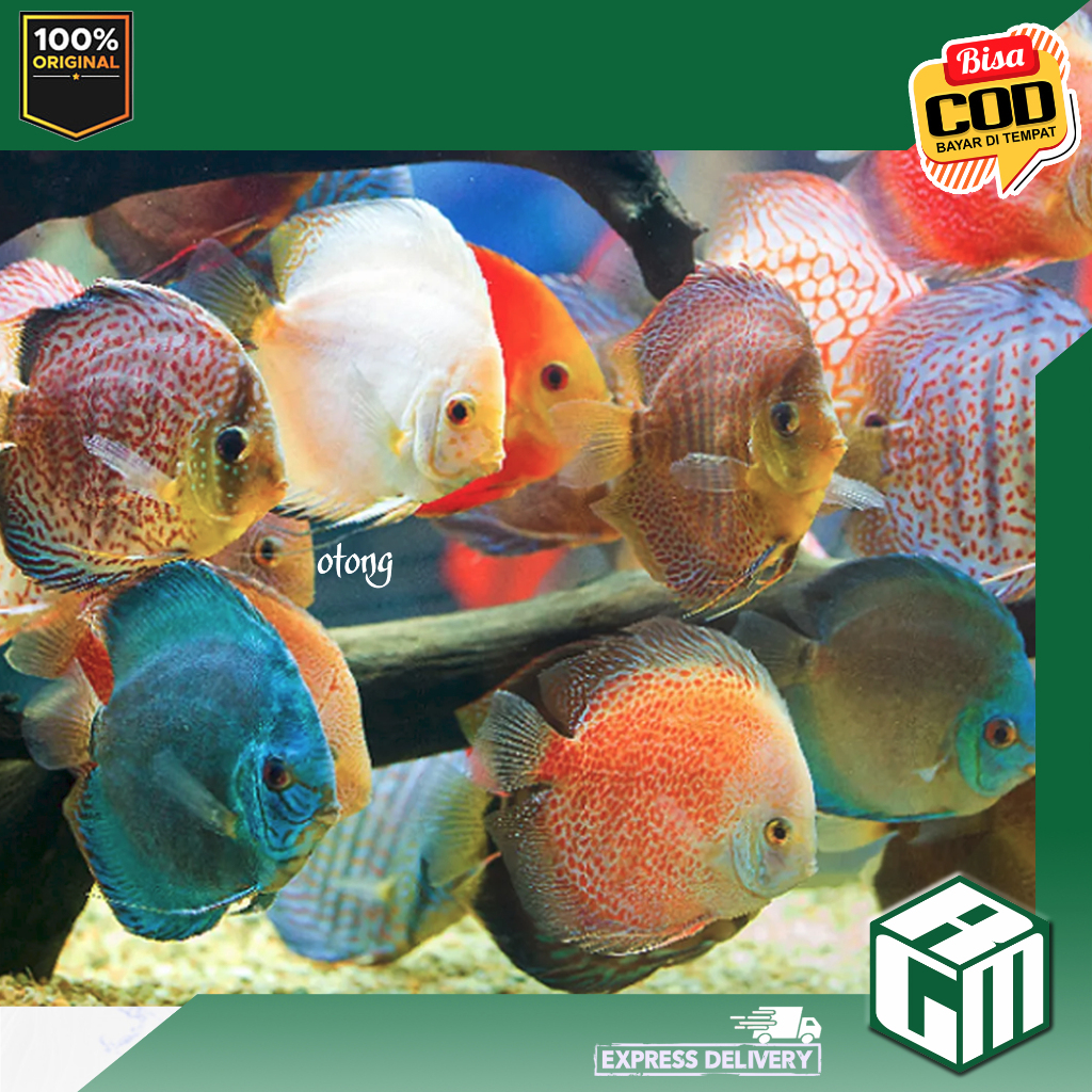 Jual IKAN DISCUS SIZE 3inch 3,5 inch UP AQUARIUM HIAS AQUASCAPE ...