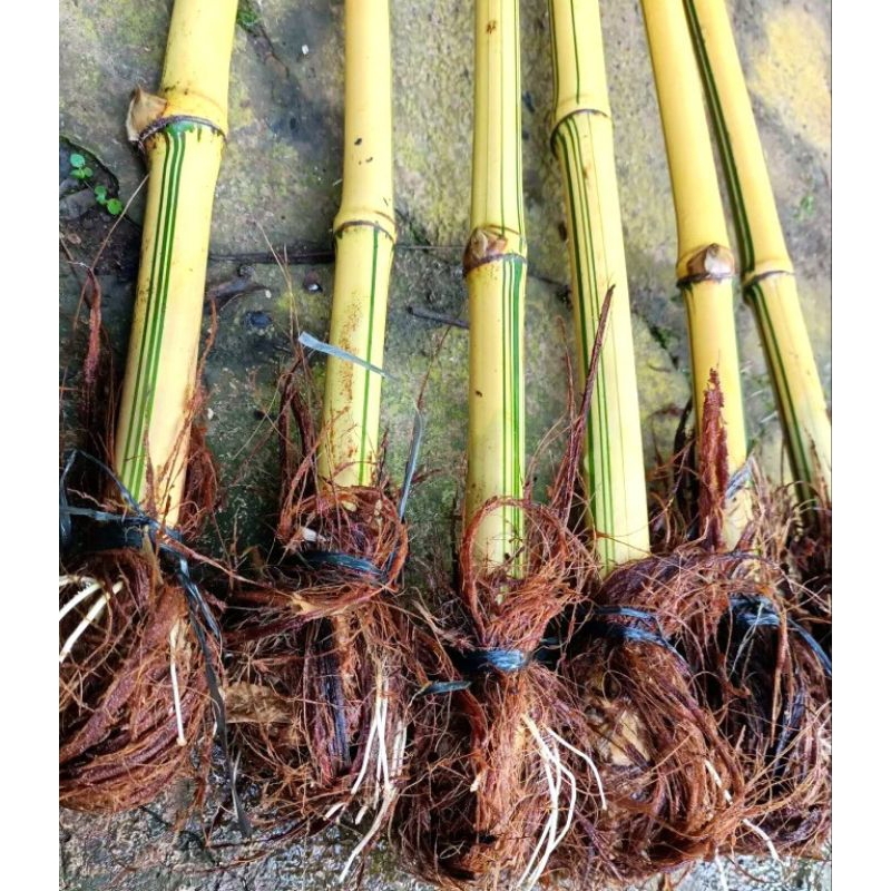 Jual Bibit Bambu Kuning 40 cm / Ampel Kuning Siap Tanam / Tanaman Hias ...