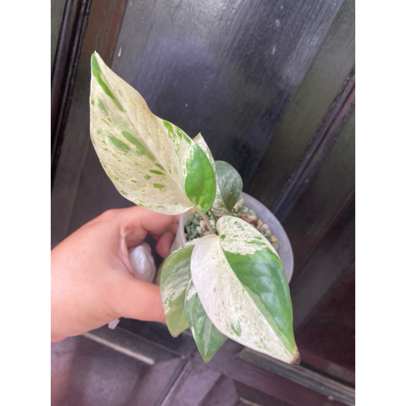 Jual epipremnum pinnatum marble / epip marble variegata | Shopee Indonesia