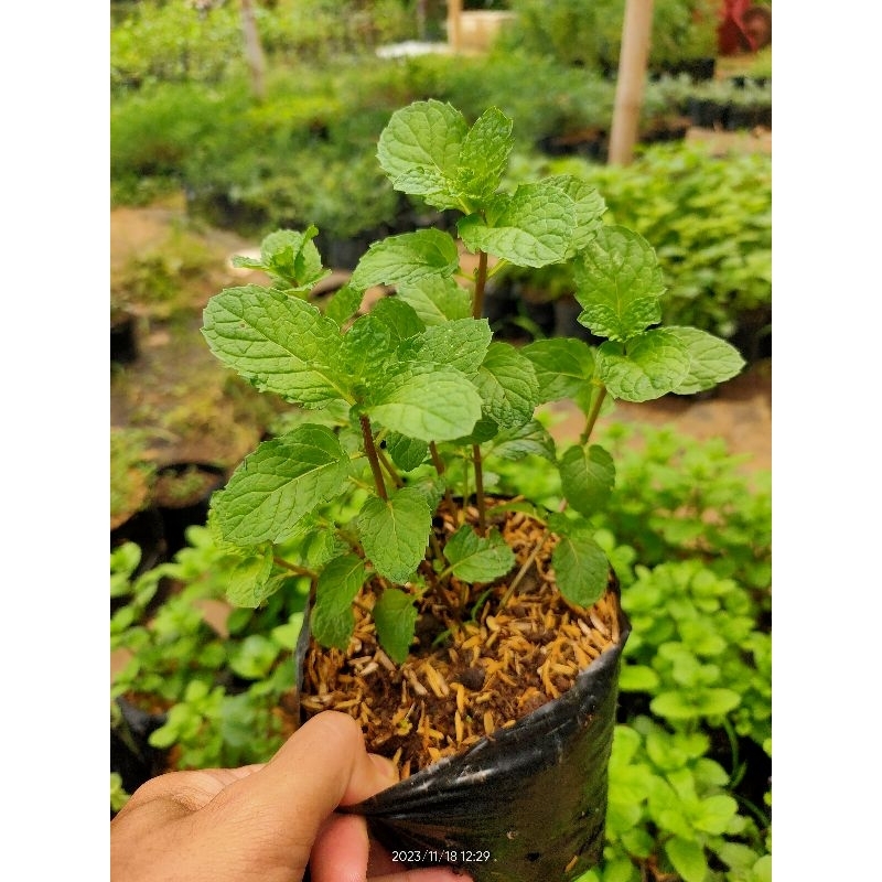 Jual Bibit Tanaman Daun Spearmint - Daun Mint - menthol Tanaman Herbal ...