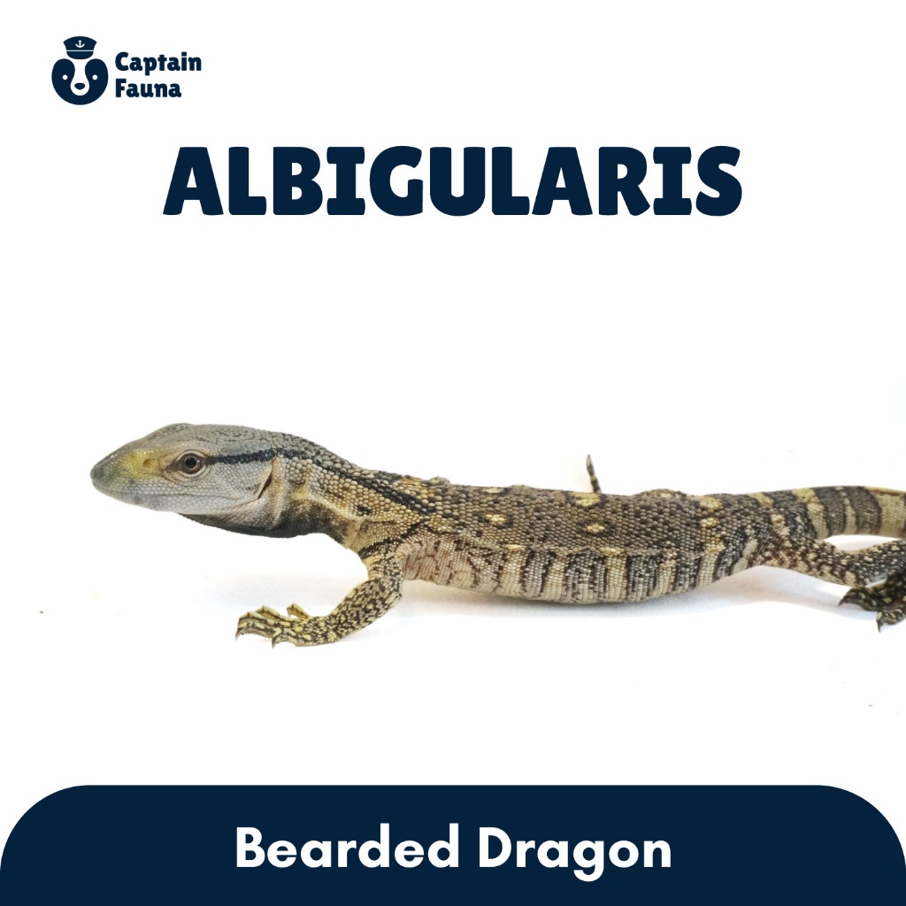 Jual varanus albigularis | Shopee Indonesia
