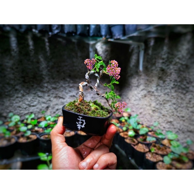 Jual Bonsai Mini Sakura Super micro Sudah Siap Pajang Disertakan pot ...