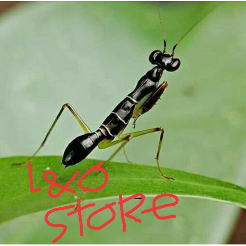 Jual Ant mantis_mantis semut | Shopee Indonesia