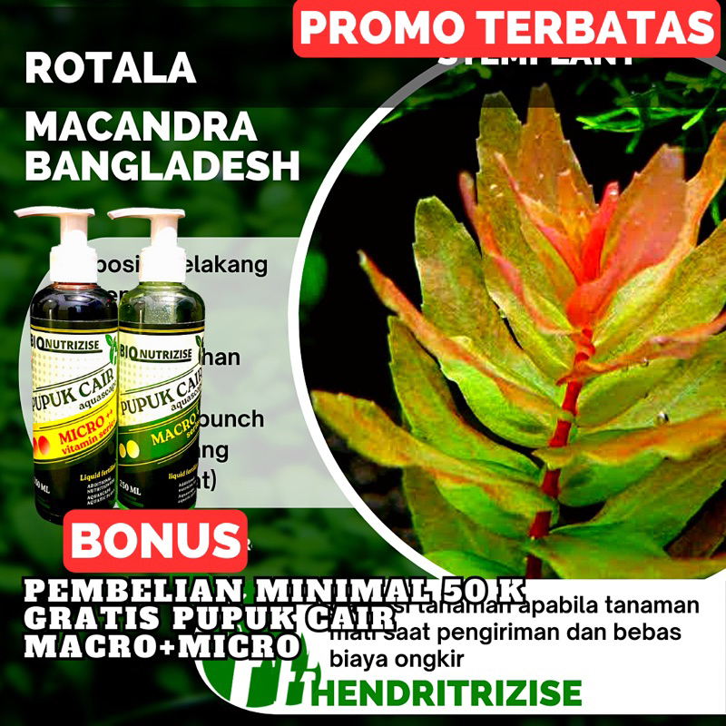 Jual rotala macandra Bangladesh - tanaman aquascape | Shopee Indonesia