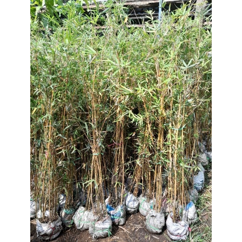 Jual bibit bambusa vulgaris vittata (yellow culm) / Bambu kuning ...