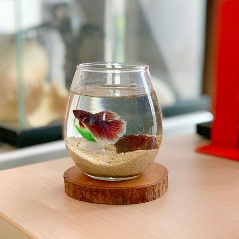 Jual PAKET AQUARIUM MINI IKAN CUPANG TUSKANI / AKUARIUM BULAT AESTHETIC ...