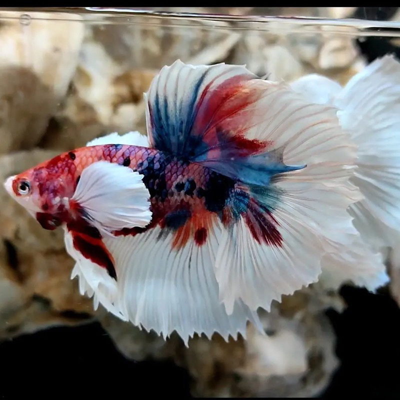 Jual 1 Male Cupang Dumboear Multycollor top grad A | Shopee Indonesia