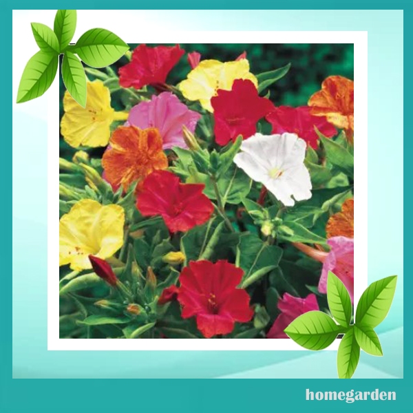 Jual Homegarden 50 Pcs Benih Bunga Pukul Empat Bibit Bunga Berkualitas ...