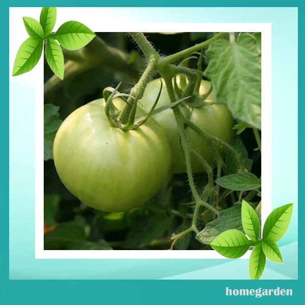 Jual Homegarden Benih Tomat Hijau Besar Bibit Tomat Hijau Biji Tomat ...