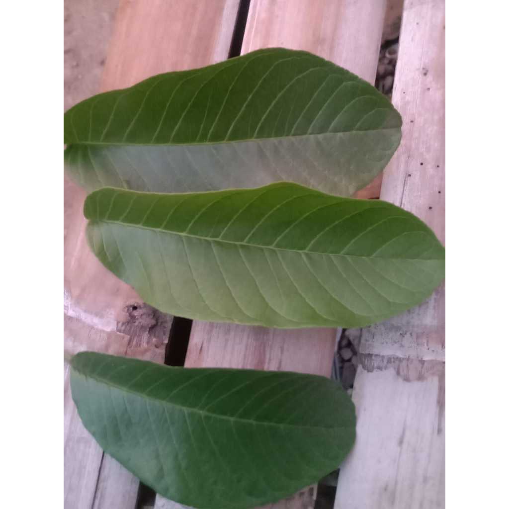 Jual 40 Lembar Daun Jambu Biji Dijamin Fresh Baru Petik | Shopee Indonesia