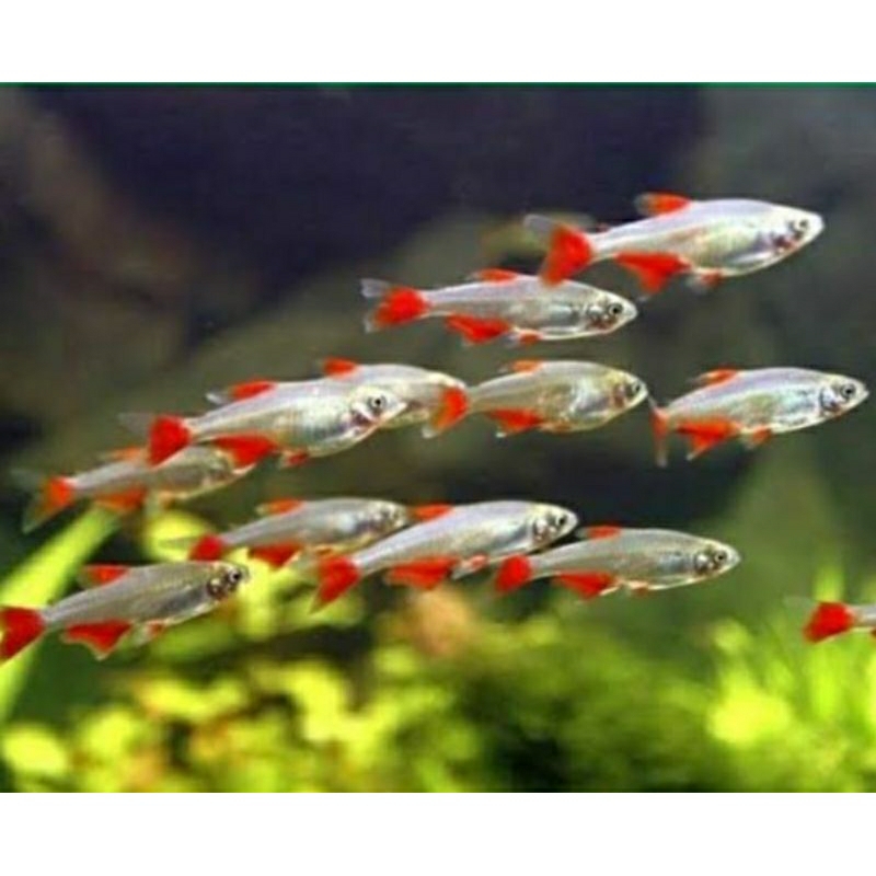Jual ikah hias glassfin tetra fish / ikan glasfin / ikan kaca / ikan ...