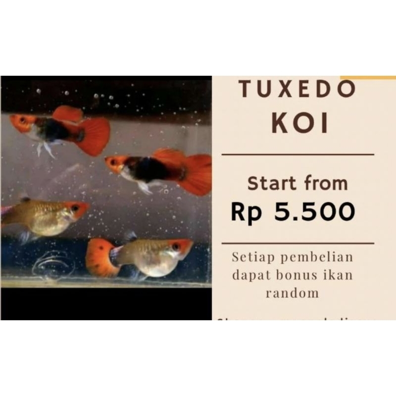 Jual Gambar Gapi Tuxedo Koi | Shopee Indonesia