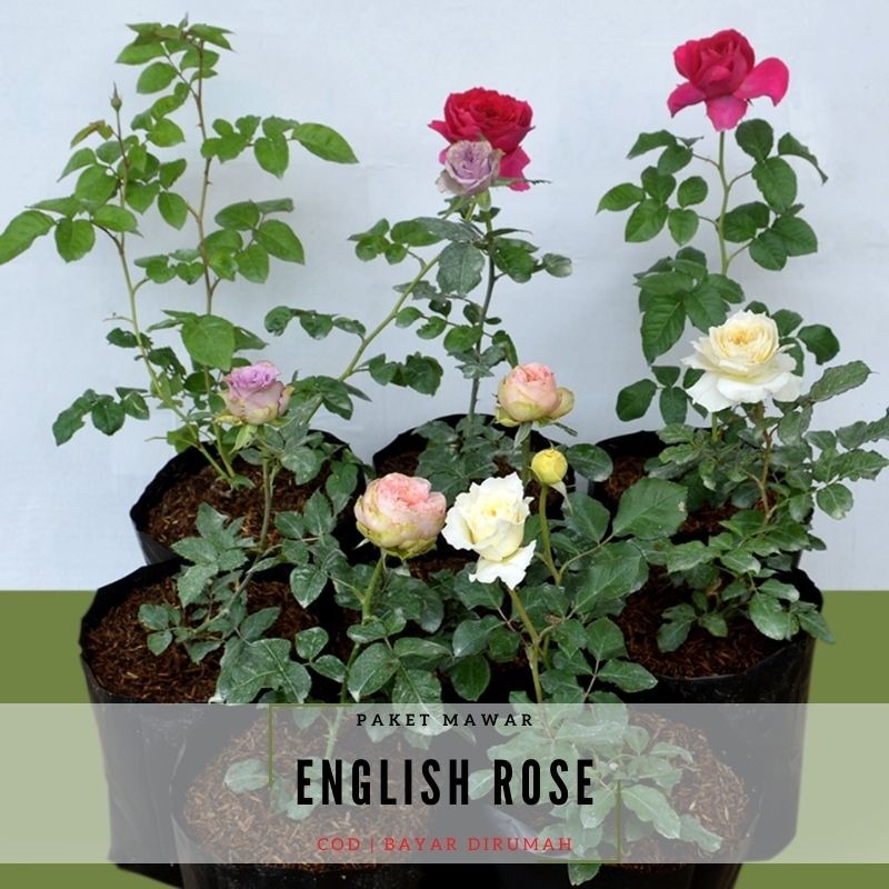 Jual Paket Tanaman Bunga Mawar Import 4 Macam - Paket 4 Pohon Mawar ...