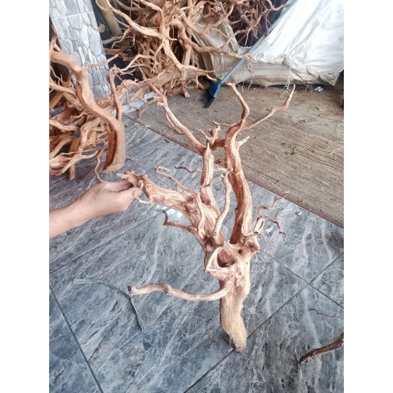 Jual Akar Rasamala Size XL Aquascape Aquarium | Shopee Indonesia