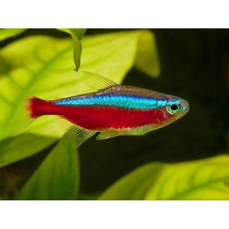 Jual Neon Cardinal Jumbo XL 2,5 - 2,8 Cm | Shopee Indonesia