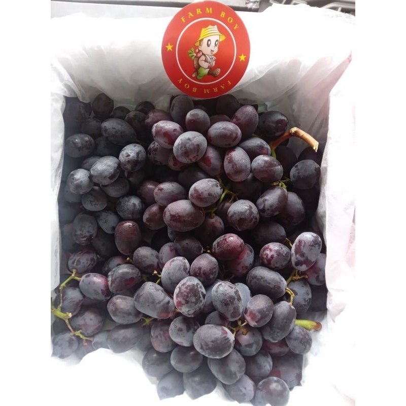 Jual Anggur Autum Kemasan Keranjang/box | Shopee Indonesia