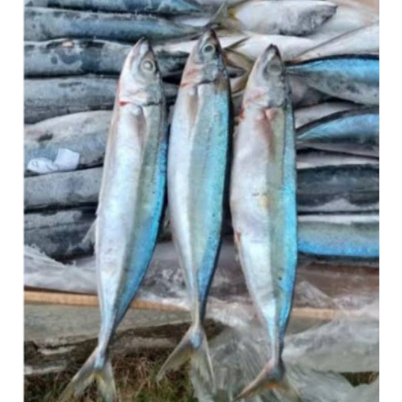 Jual IKAN KEMBUNG LAYANG JUMBO 500G (SETENGAH KG) | Shopee Indonesia