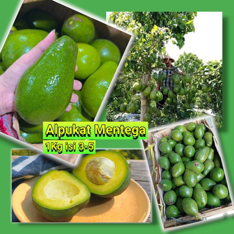 Jual ALPUKAT MENTEGA 1KG ISI 3-5 SUPER -MANIS | Shopee Indonesia