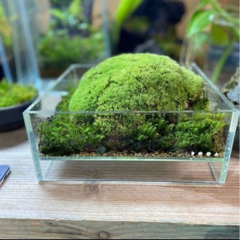 Jual 1 kg lumut hidup/lumut bonsai | Shopee Indonesia