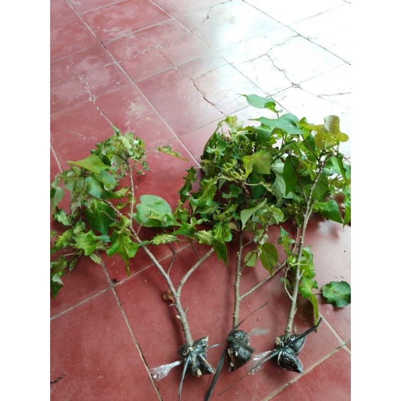 Jual Waru Wayang bibit bonsai,tanaman hias hasil cangkok akar joz ...