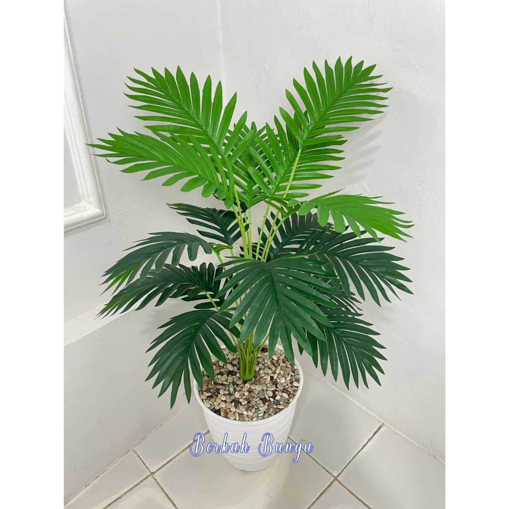 Jual Pohon Tanaman Pakis Palem Kipas 18 Daun hijau Hias Daun Monstera ...