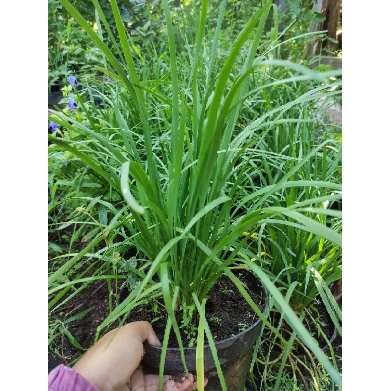 Jual Tanaman Kucai | Shopee Indonesia