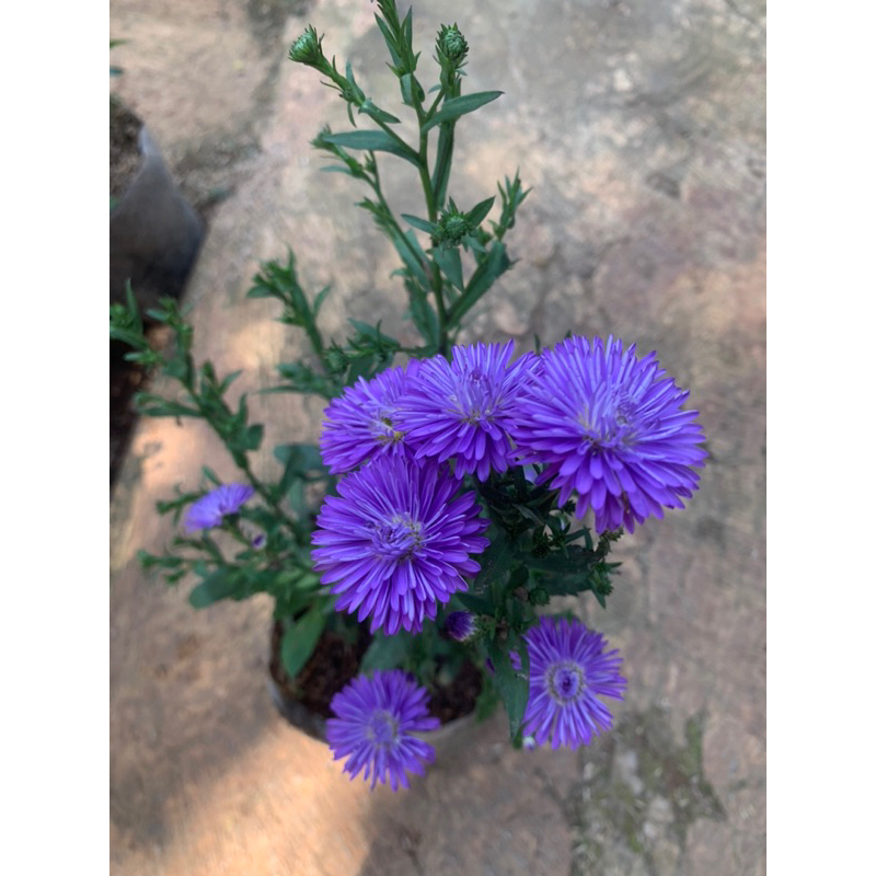 Jual tanaman aster pikok bunga ungu rimbun sudah berbunga | Shopee ...