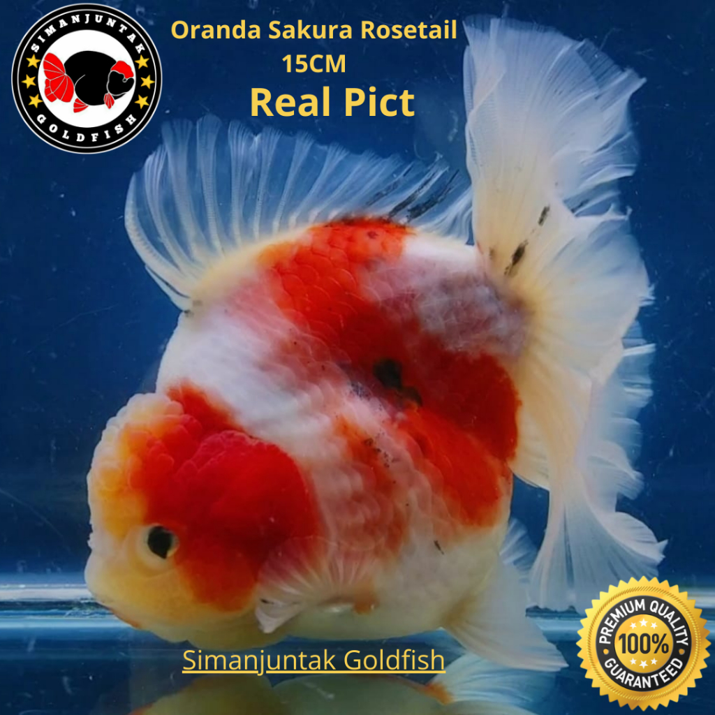 Jual oranda sakura rosetail jumbo / ikan mas koki oranda sakura ...