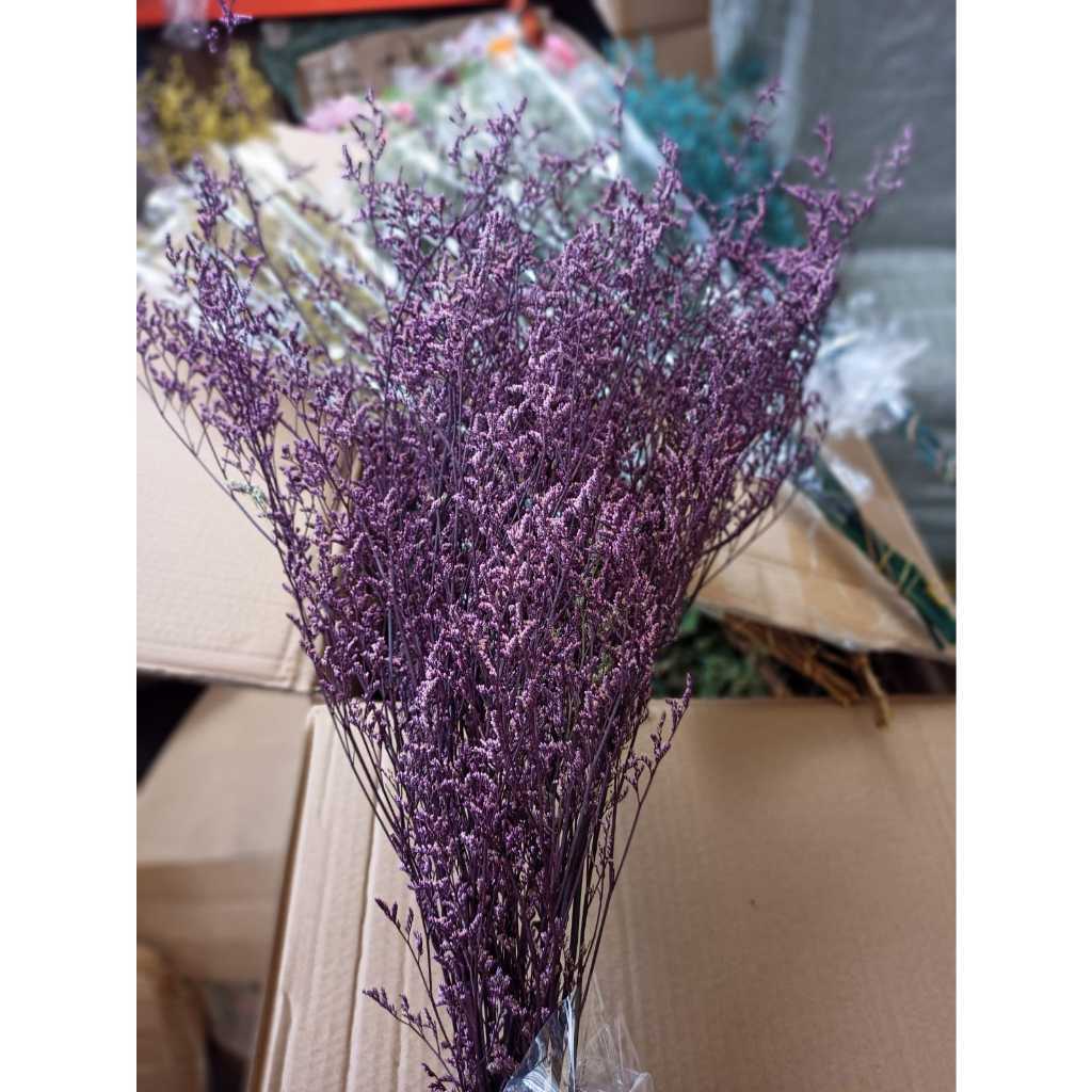 Jual CASPEA BUNGA KERING DRIED FLOWER ECER PANJANG 15-20CM | Shopee ...