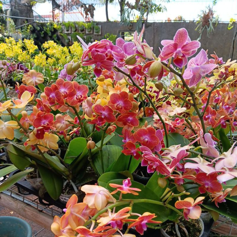 Jual Anggrek Bulan Mini 500gr | Etalase Live | Shopee Indonesia