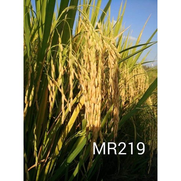 Jual Biji Padi Unggul MR219 Kemasan 5KG PREMIUM | Shopee Indonesia