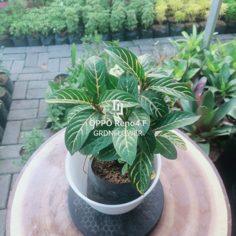 Jual tanaman aliandra ( indoor ) | Shopee Indonesia