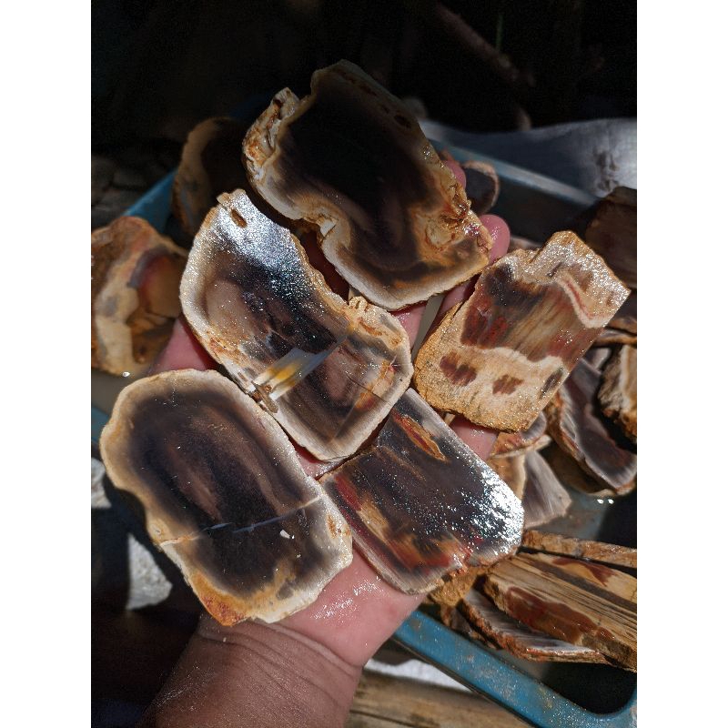 Jual lempengan batu petrifiedwood atau posil kayu , kayu yang membatu ...