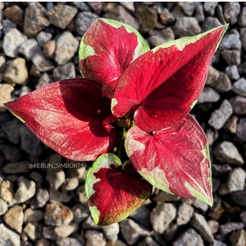 Jual Caladium Dwi Warna 1-3 Daun Tanaman Keladi Hias Murah Impor ...
