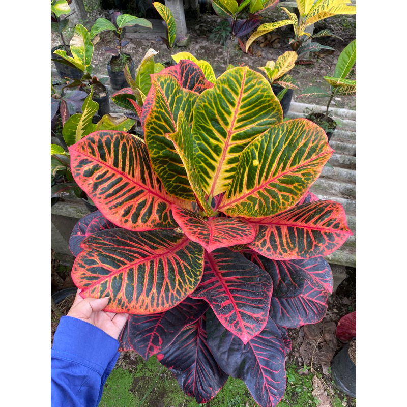 Jual tanaman puring 70RB_100rb | Shopee Indonesia