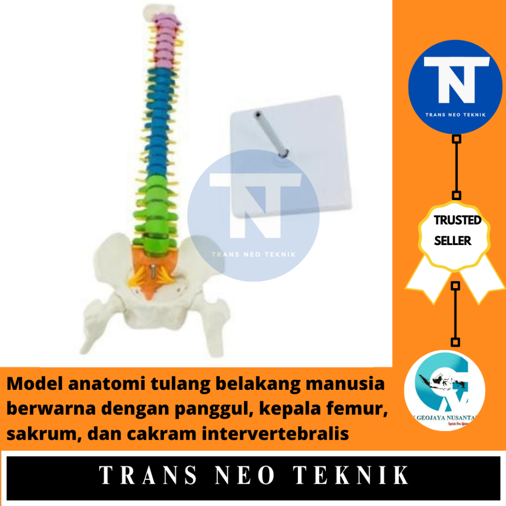 Jual Model anatomi tulang belakang manusia berwarna dengan panggul ...