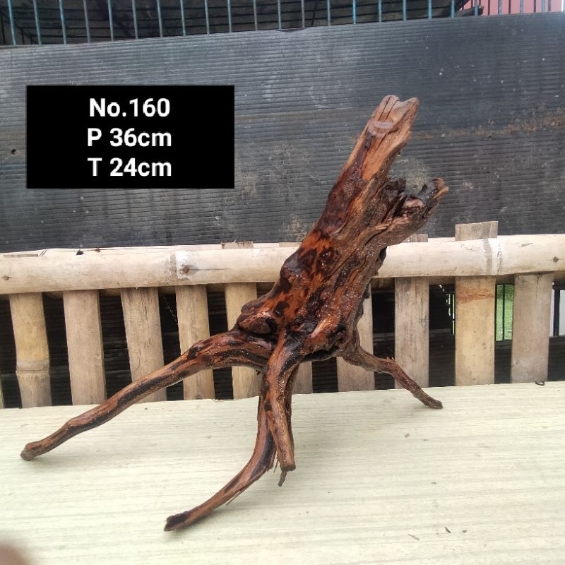 Jual bonggol akar Rasamala akar aquascape aquarium 160 | Shopee Indonesia