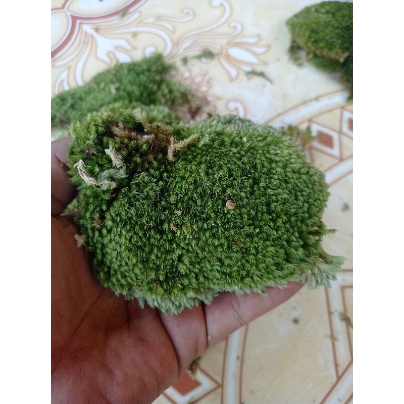 Jual Lumut hidup | lumut pinus | media tanam berat 1 kg | Shopee Indonesia