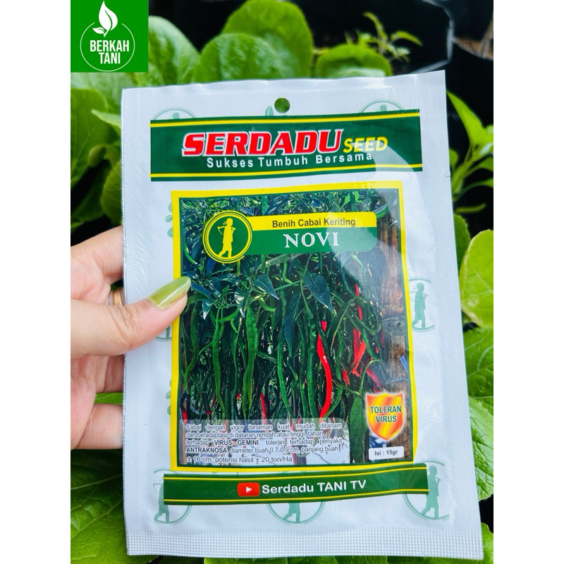 Jual BENIH Cabe keriting NOVI 15gr (tahan virus Bule/Kuning/Gemini ...