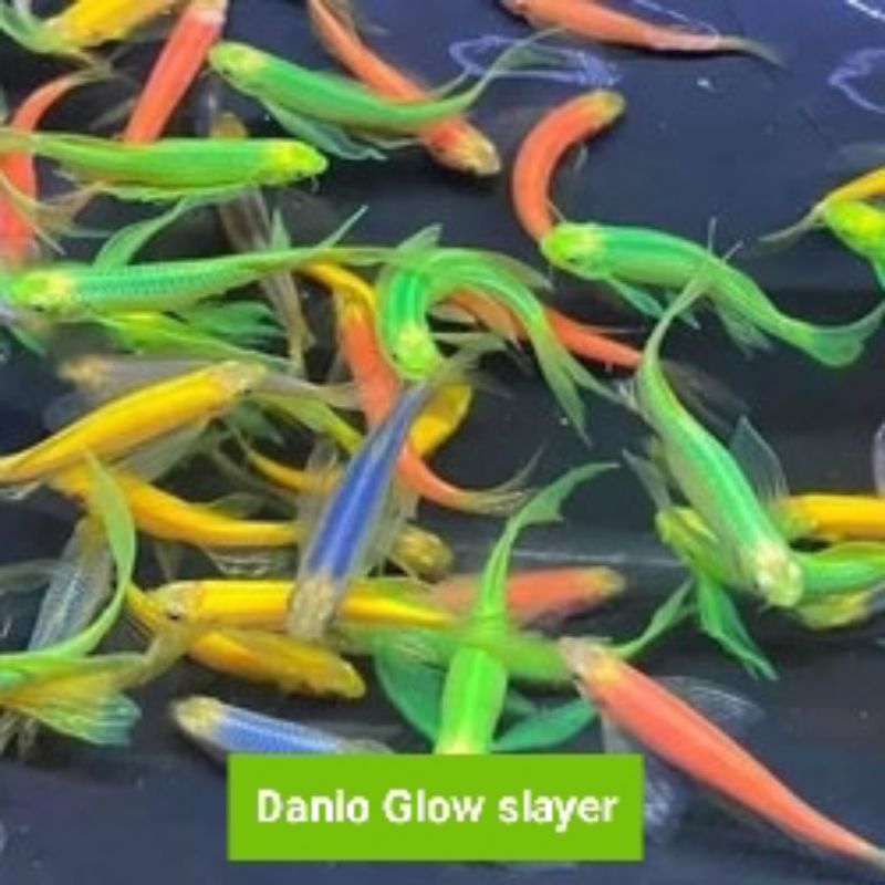 Jual ikan hias Danio slayer asli ( real slayer ) | Shopee Indonesia