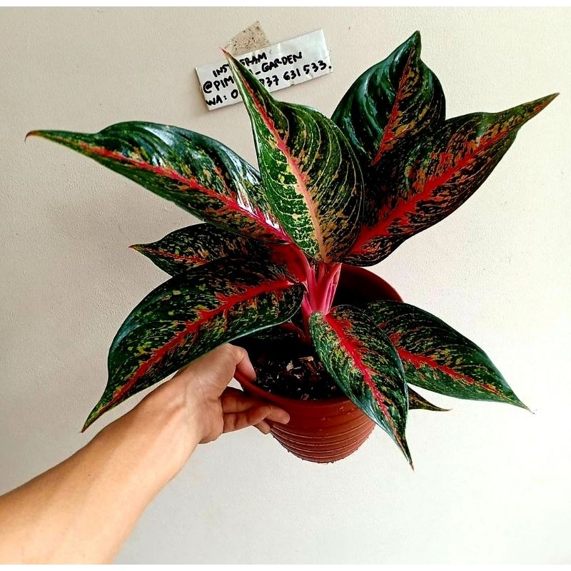 Jual Tanaman Hias Aglonema Hot Lady Bunga Hias Aglonema Aglaonema Hot ... Jual Tanaman Hias Aglonema Hot Lady Bunga Hias Aglonema Aglaonema Hot ...