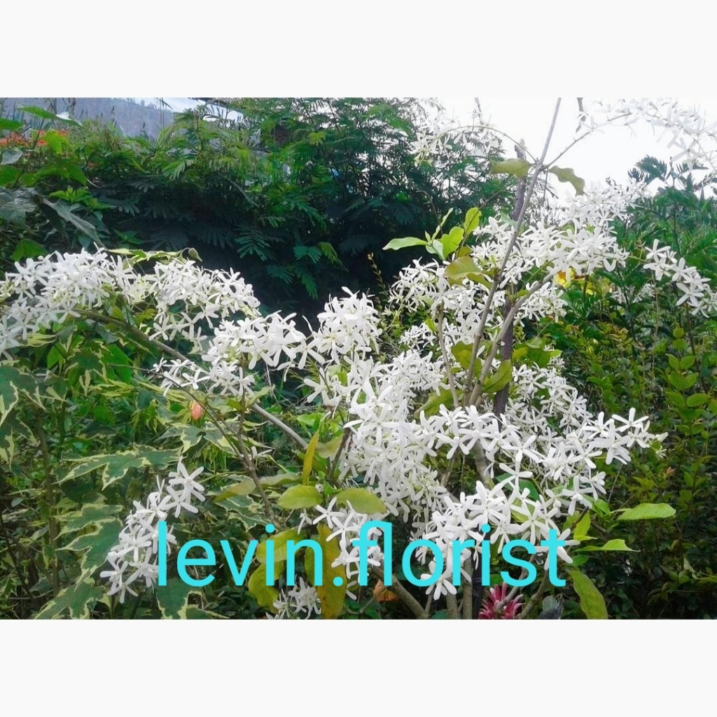 Jual [CANGKOK] Petrea volubilis alba / petrea putih / bibit tanaman ...